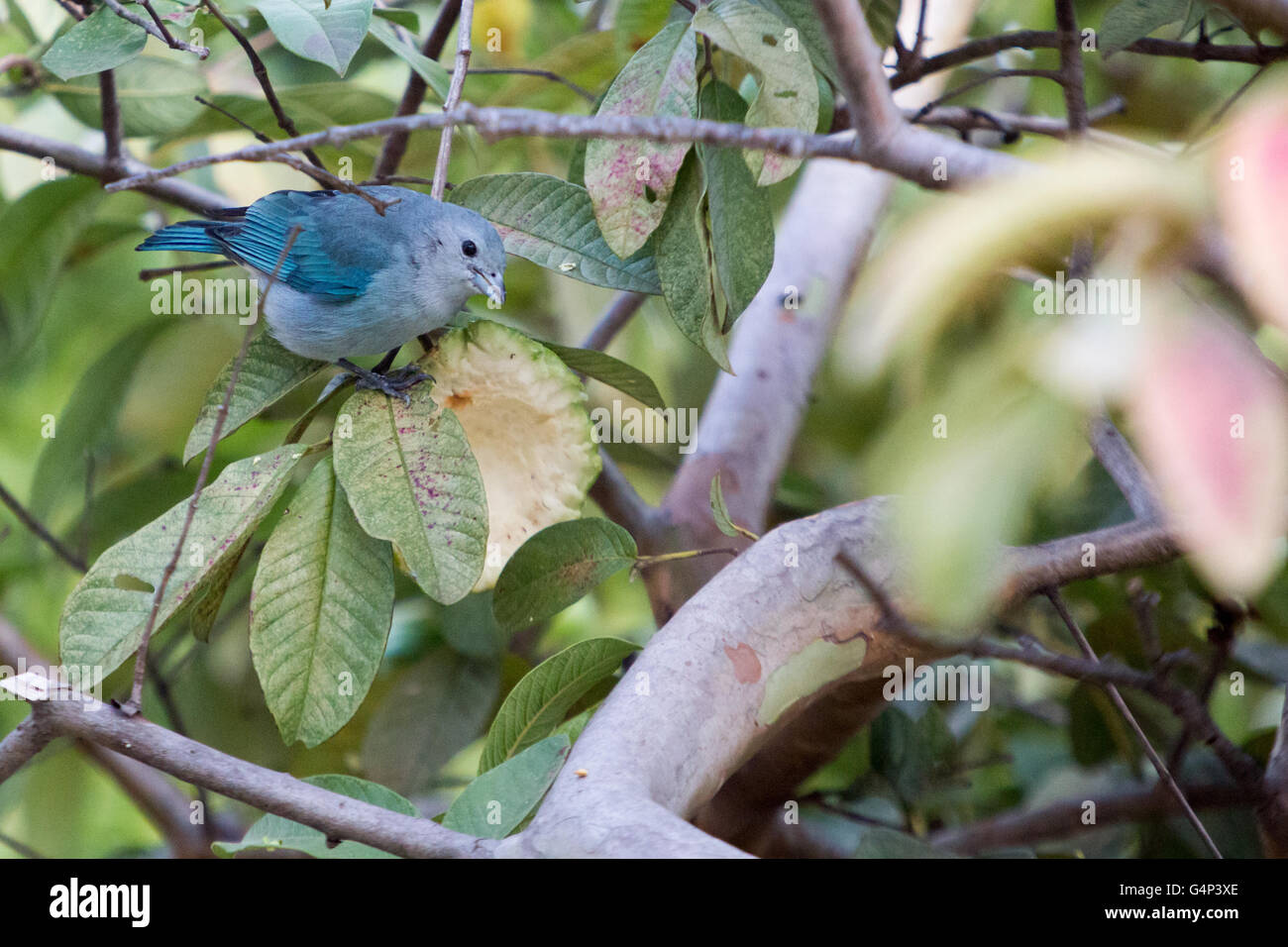 Asuncion, Paraguay. 18th June, 2016. A Sayaca tanager (Thraupis sayaca ...