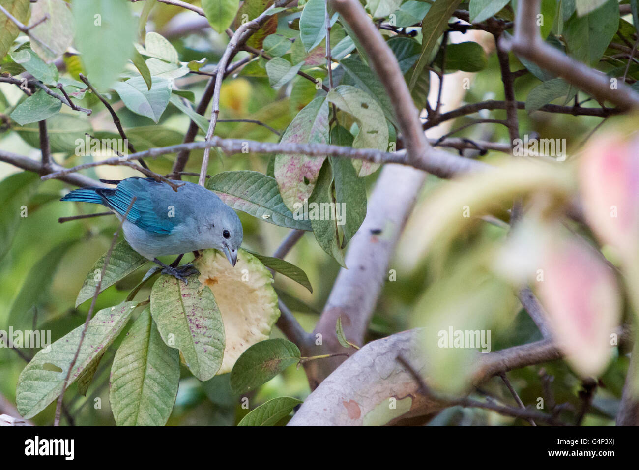 Asuncion, Paraguay. 18th June, 2016. A Sayaca tanager (Thraupis sayaca ...