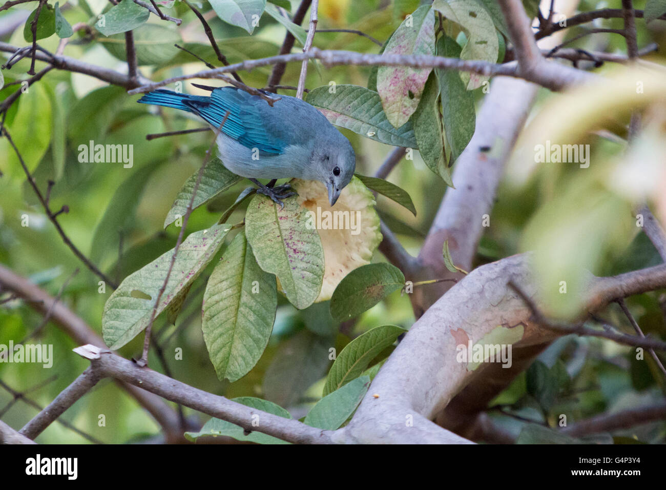 Asuncion, Paraguay. 18th June, 2016. A Sayaca tanager (Thraupis sayaca ...