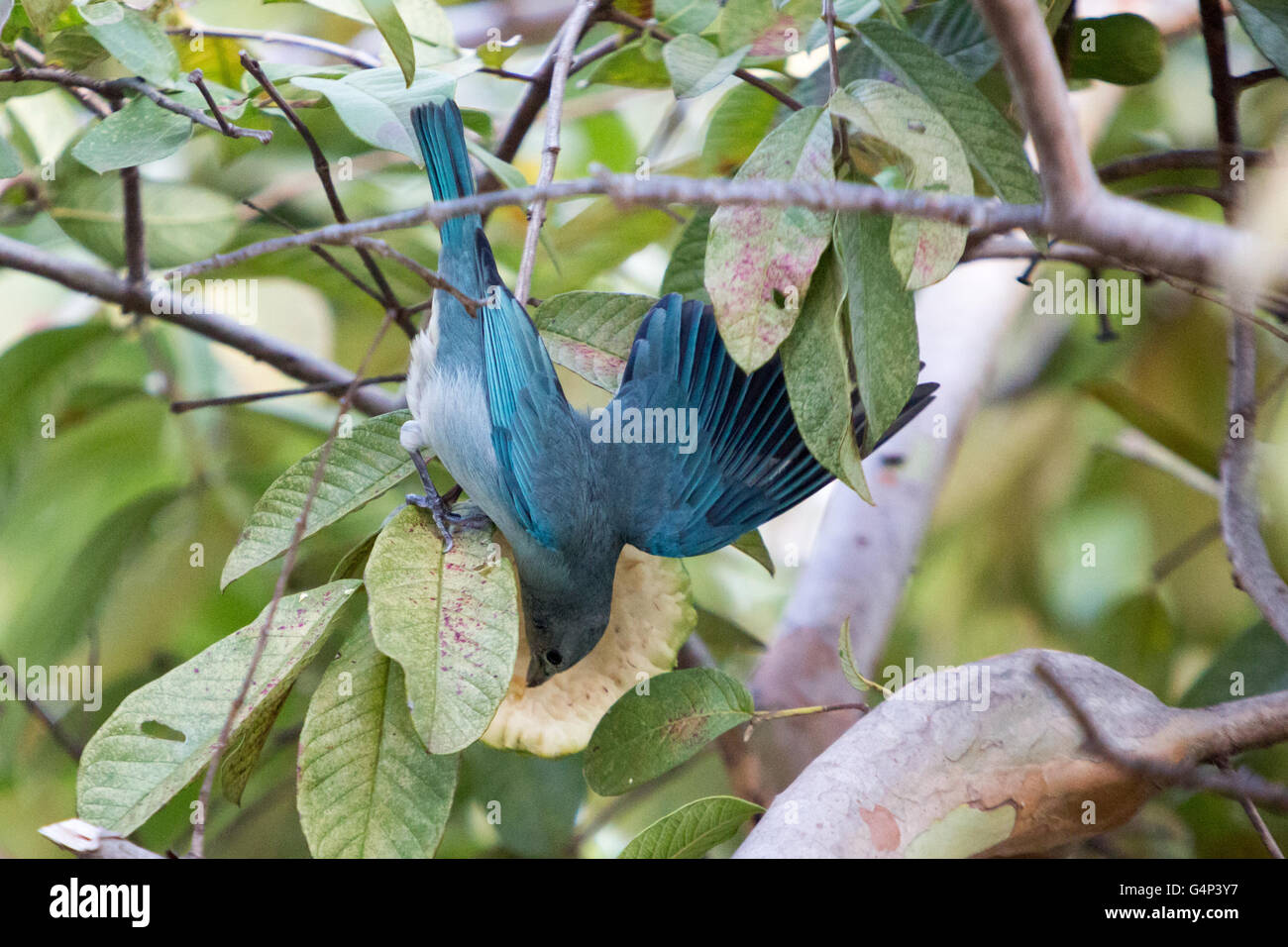 Asuncion, Paraguay. 18th June, 2016. A Sayaca tanager (Thraupis sayaca ...