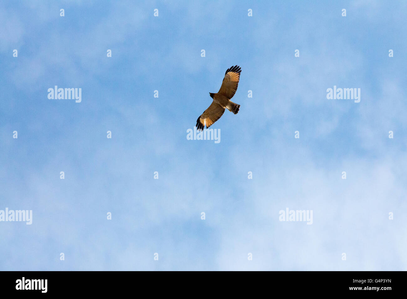 Downtown of black hawk hi-res stock photography and images - Alamy