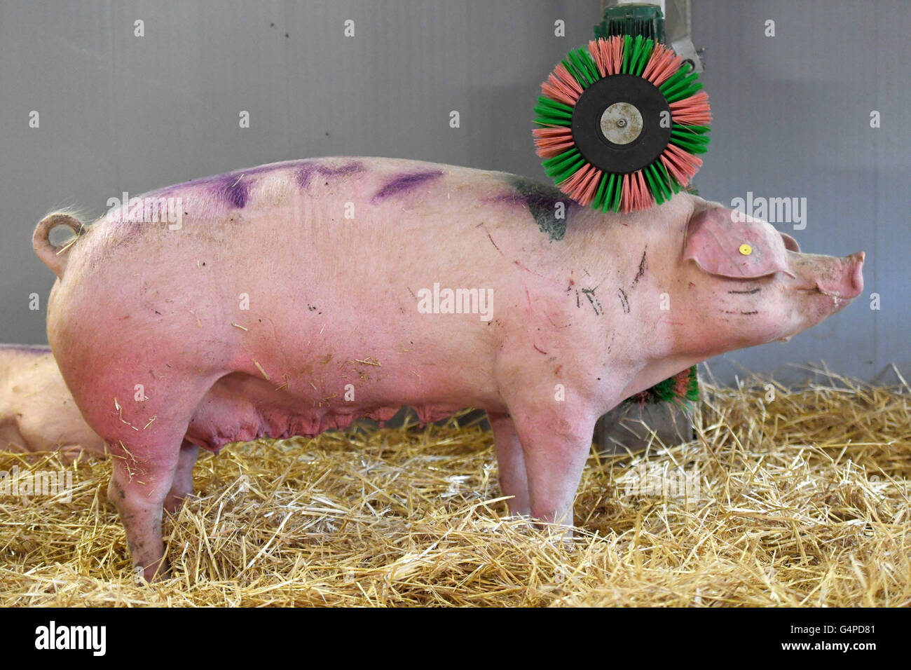 A pig having its back brushed by a machine in a pig stall at the ...