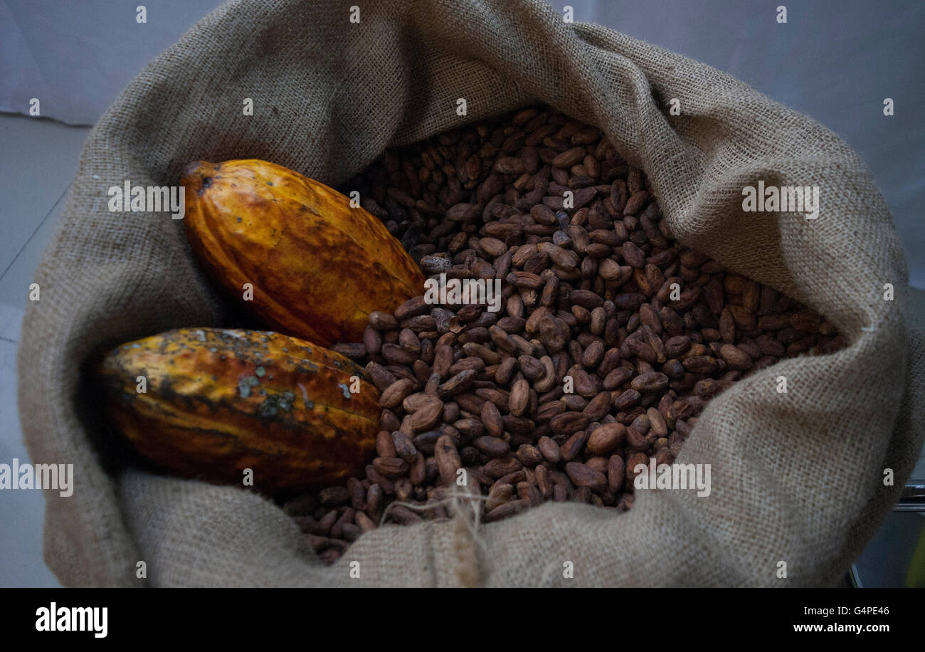 Quito, Ecuador. 19th June, 2016. Cacao is displayed during the 8th ...