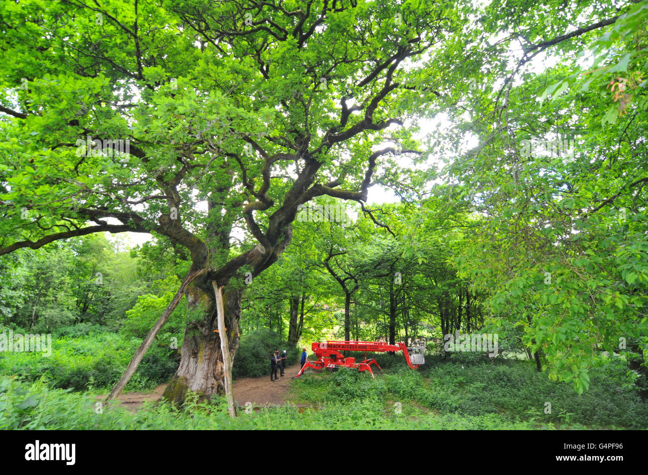 Birnam wood macbeth hi-res stock photography and images - Alamy