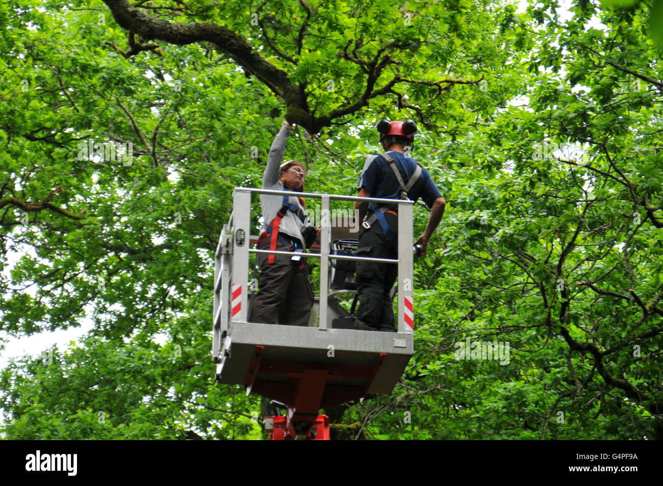 Birnam Wood Macbeth High Resolution Stock Photography and Images - Alamy