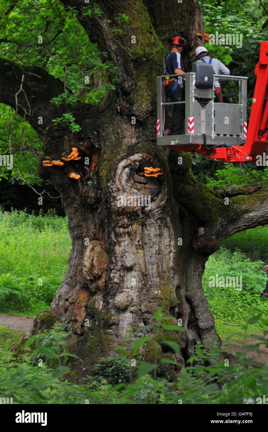 Birnam wood macbeth hi-res stock photography and images - Alamy