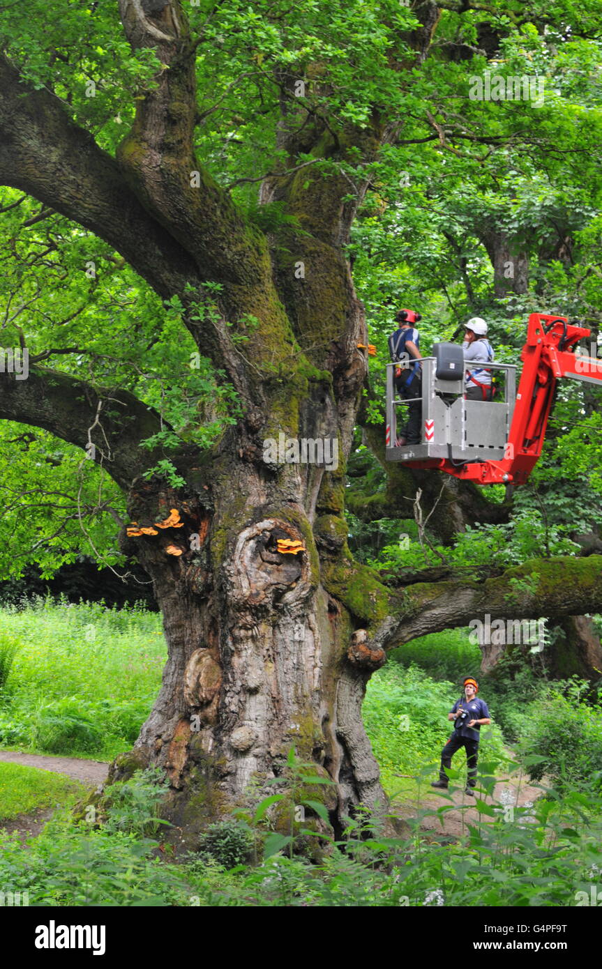 Birnam, Perthshire, Scotland, UK. 20th June, 2016. Work starts today to ...