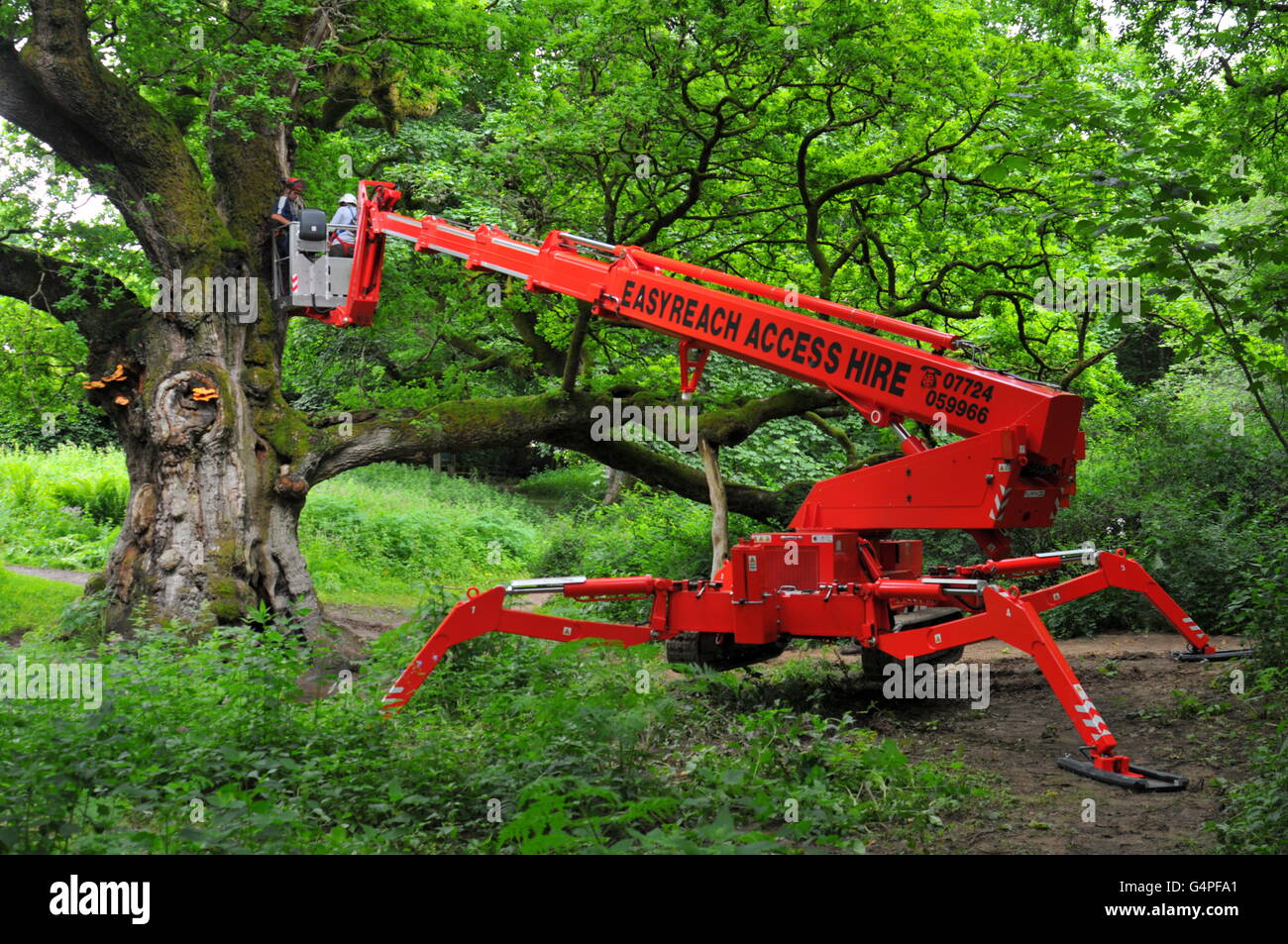 Birnam wood macbeth hi-res stock photography and images - Alamy