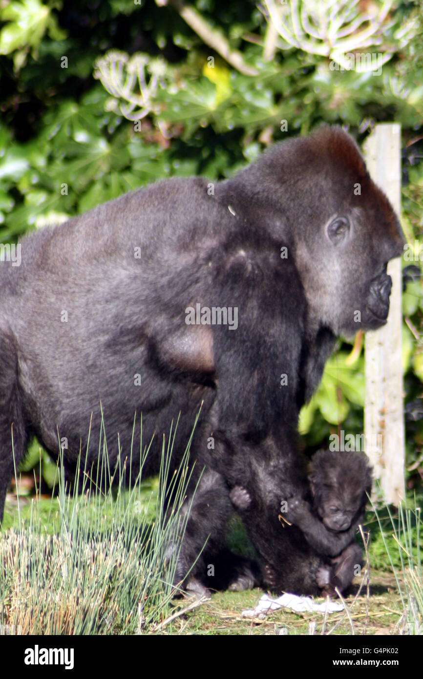 Baby gorilla born Stock Photo - Alamy