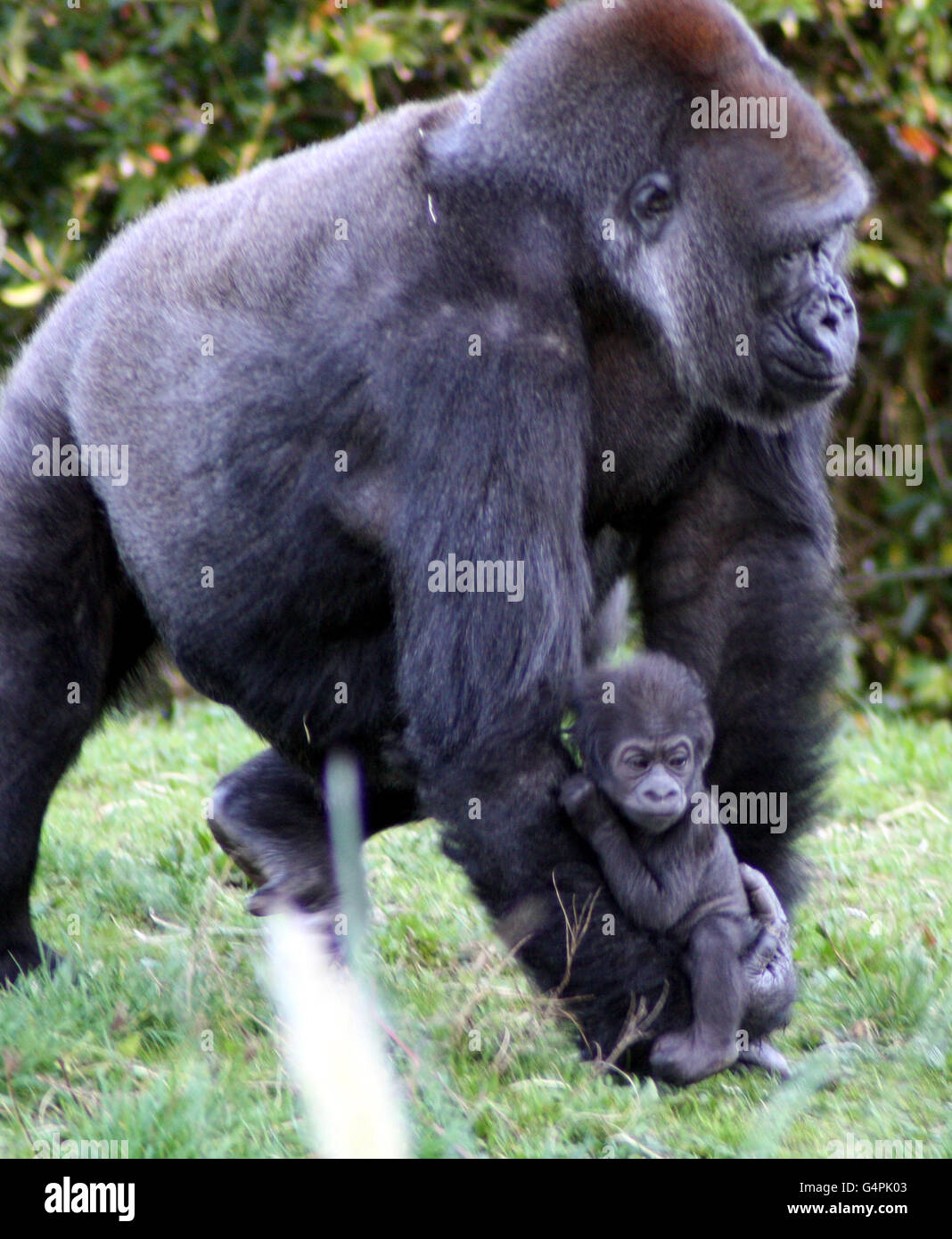 Gorilla Baby Born This Week