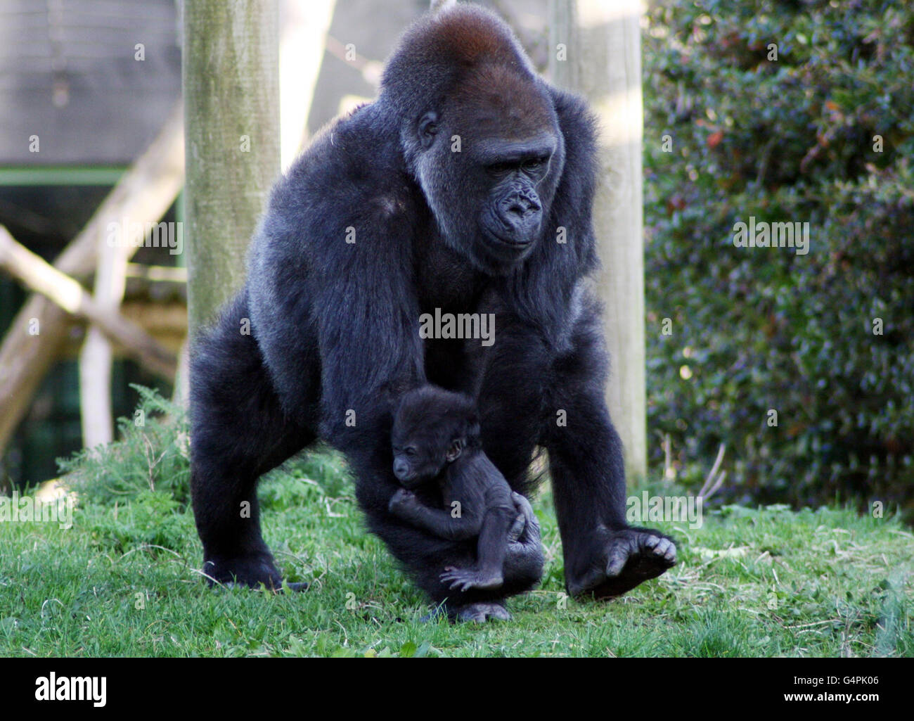 Baby gorilla born Stock Photo - Alamy