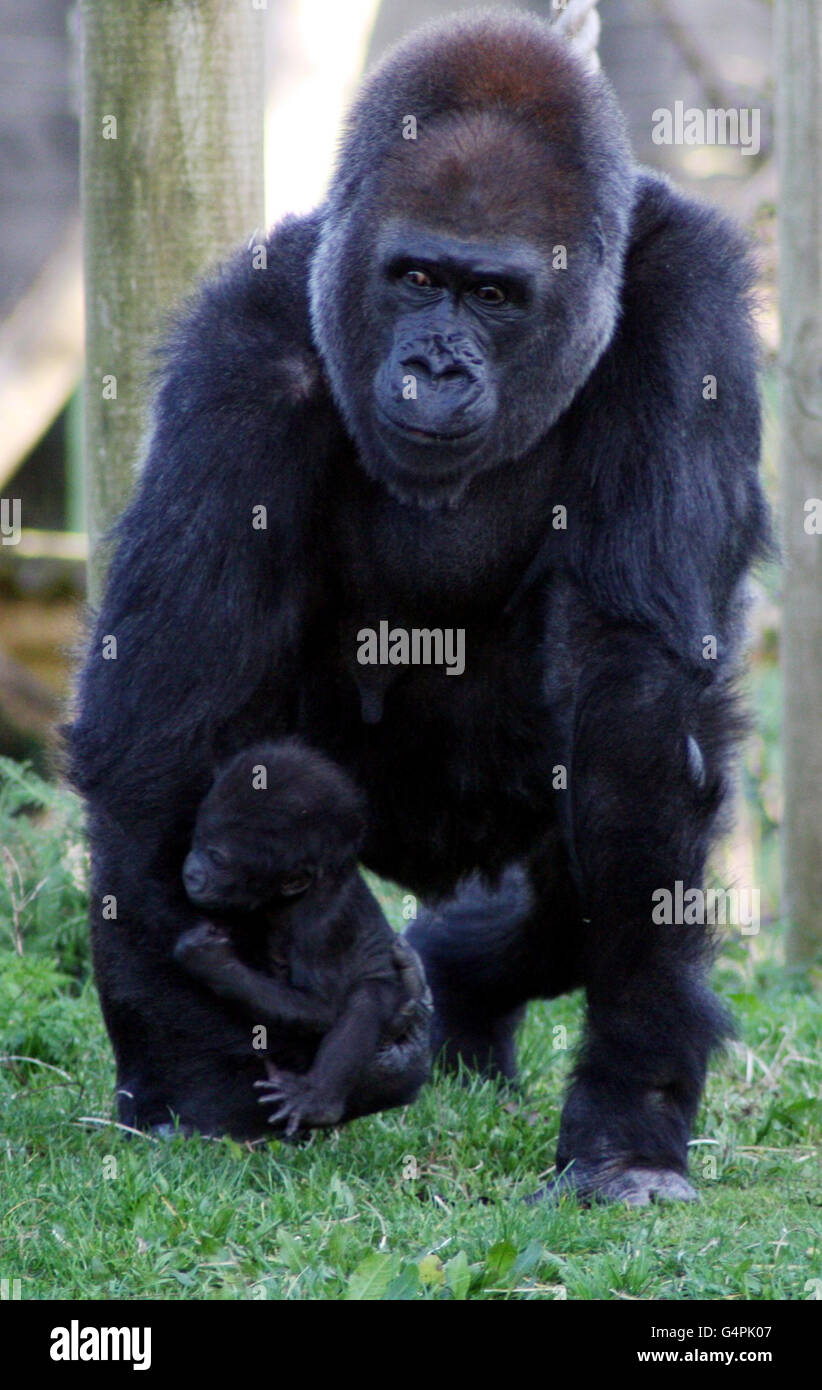 Baby gorilla born Stock Photo - Alamy