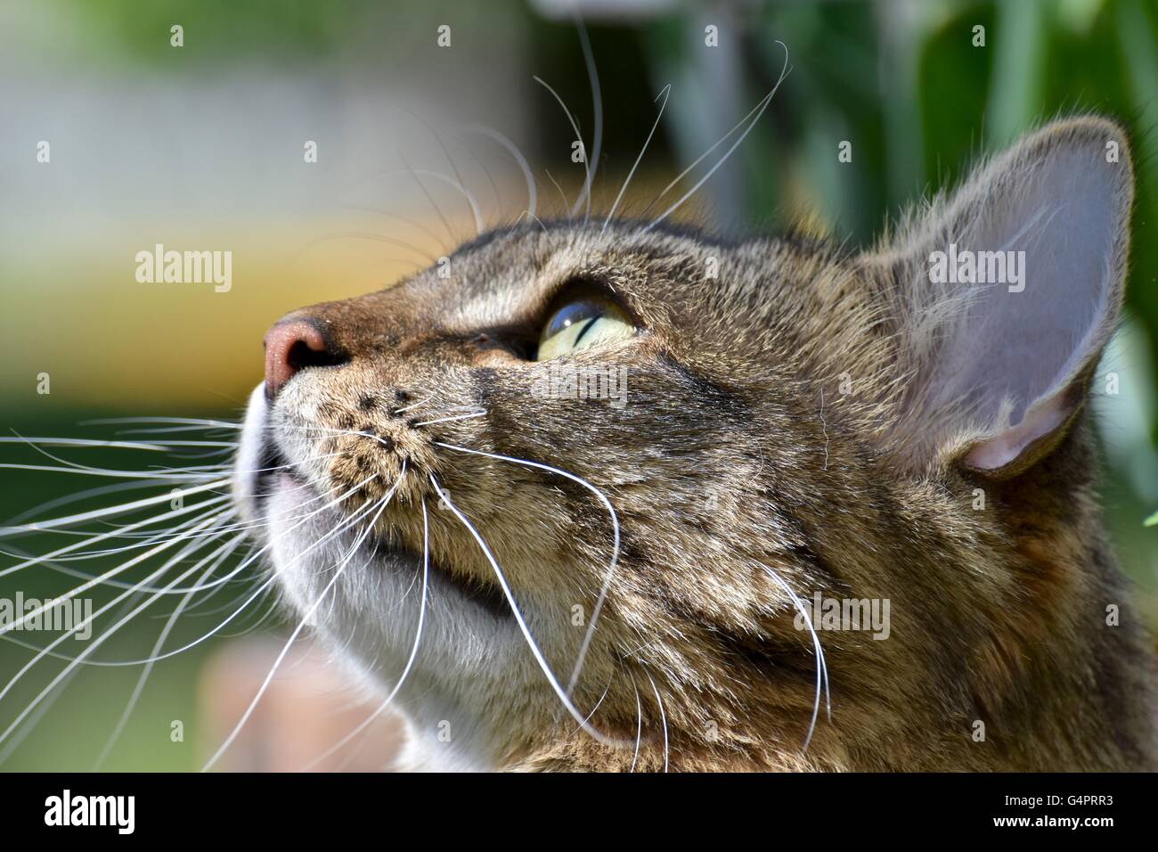 A handsome male cat playing outdoors on a beautiful summer day Stock ...