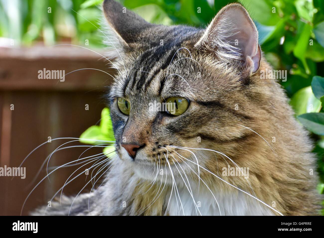 A handsome male cat playing outdoors on a beautiful summer day Stock ...