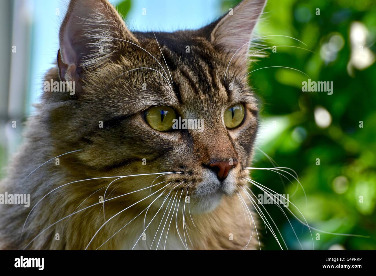 A handsome male cat playing outdoors on a beautiful summer day Stock ...