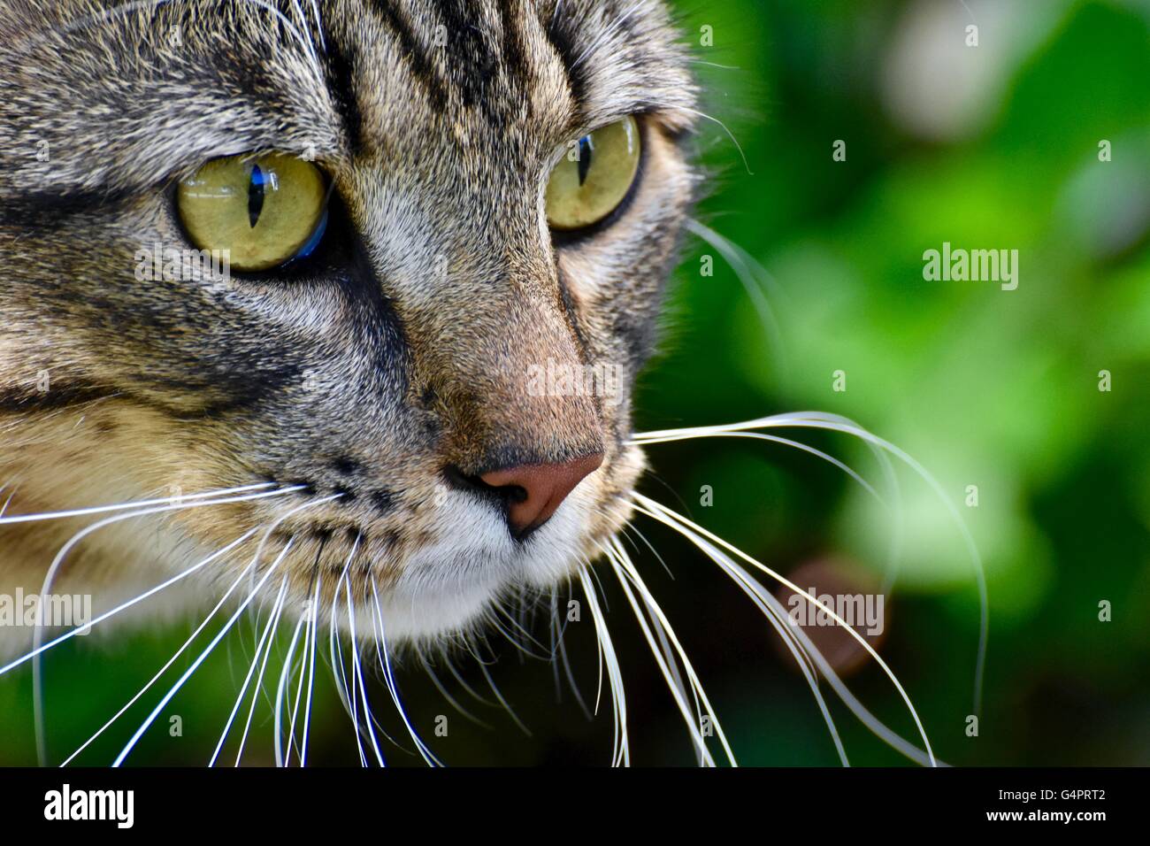 A gorgeous male cat portrait while hunting outdoors Stock Photo - Alamy