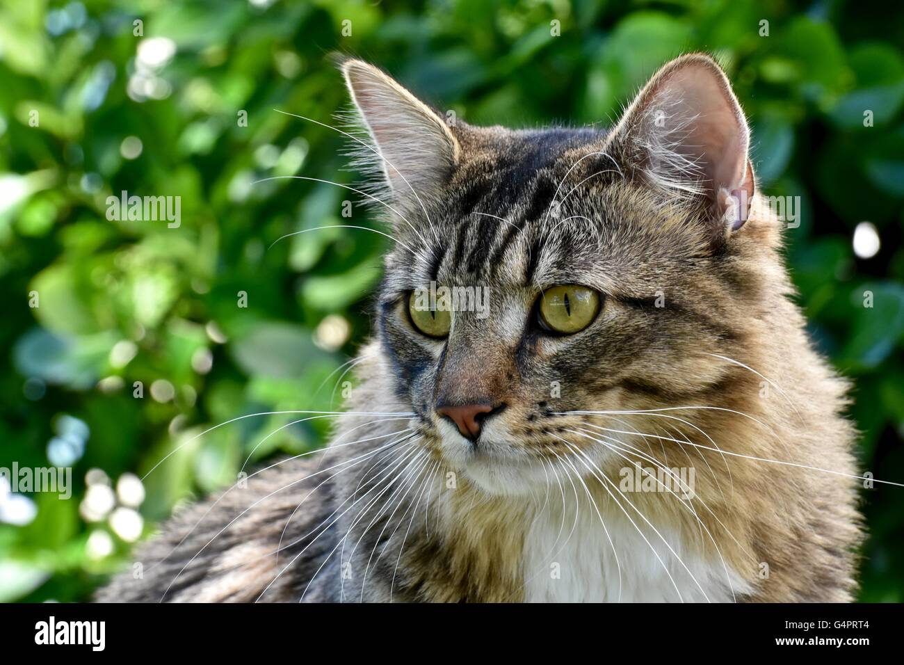 A handsome male cat playing outdoors on a beautiful summer day Stock ...