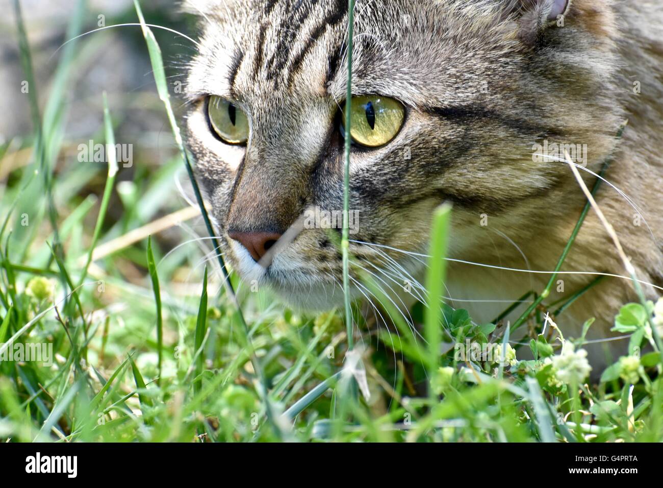 Handsome animal hi-res stock photography and images - Alamy