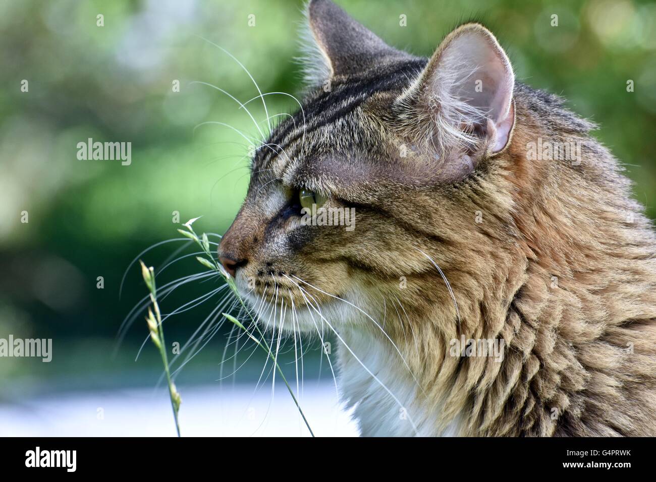 A handsome male cat playing outdoors on a beautiful summer day Stock ...