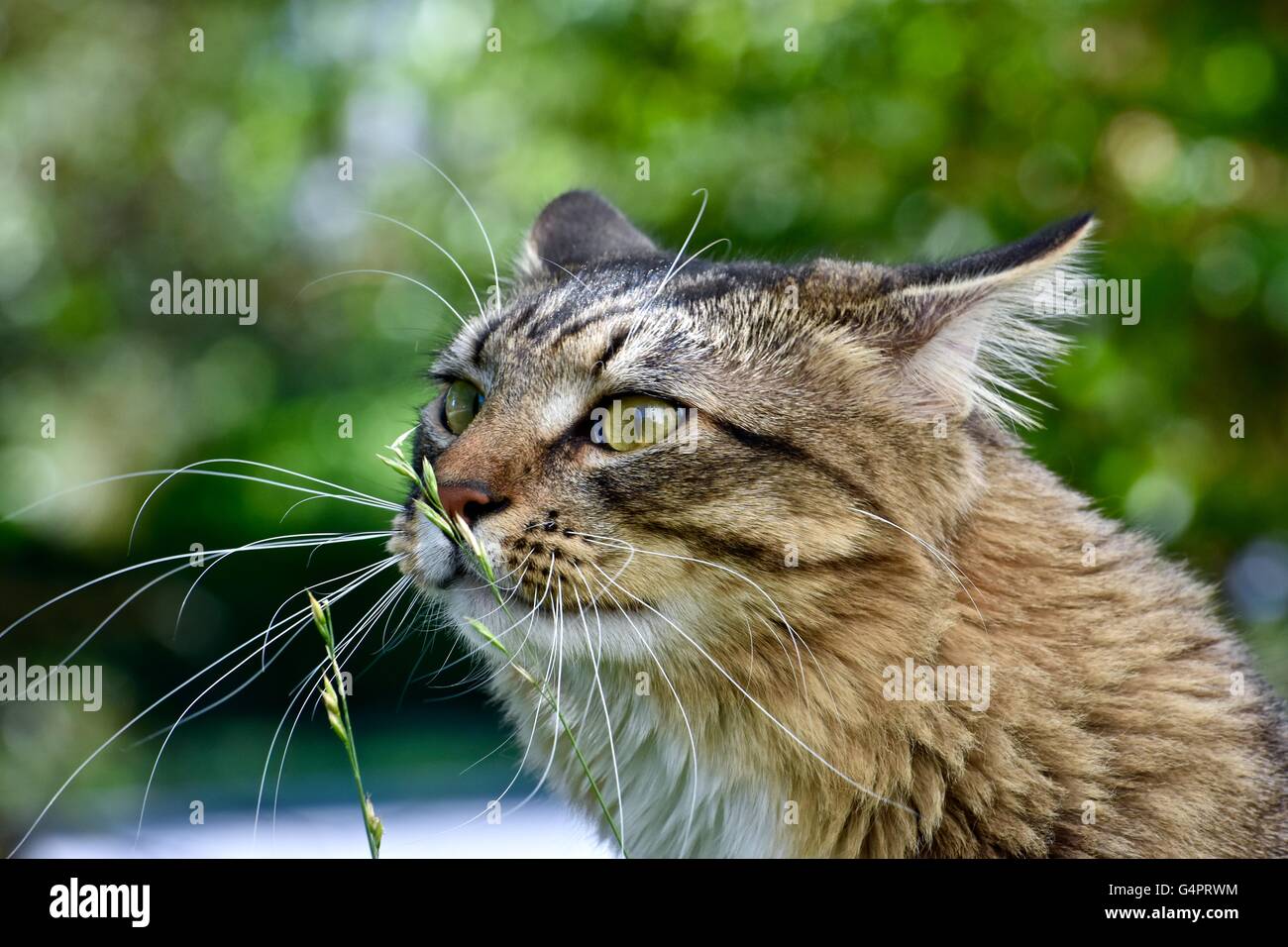 A handsome male cat playing outdoors on a beautiful summer day Stock ...