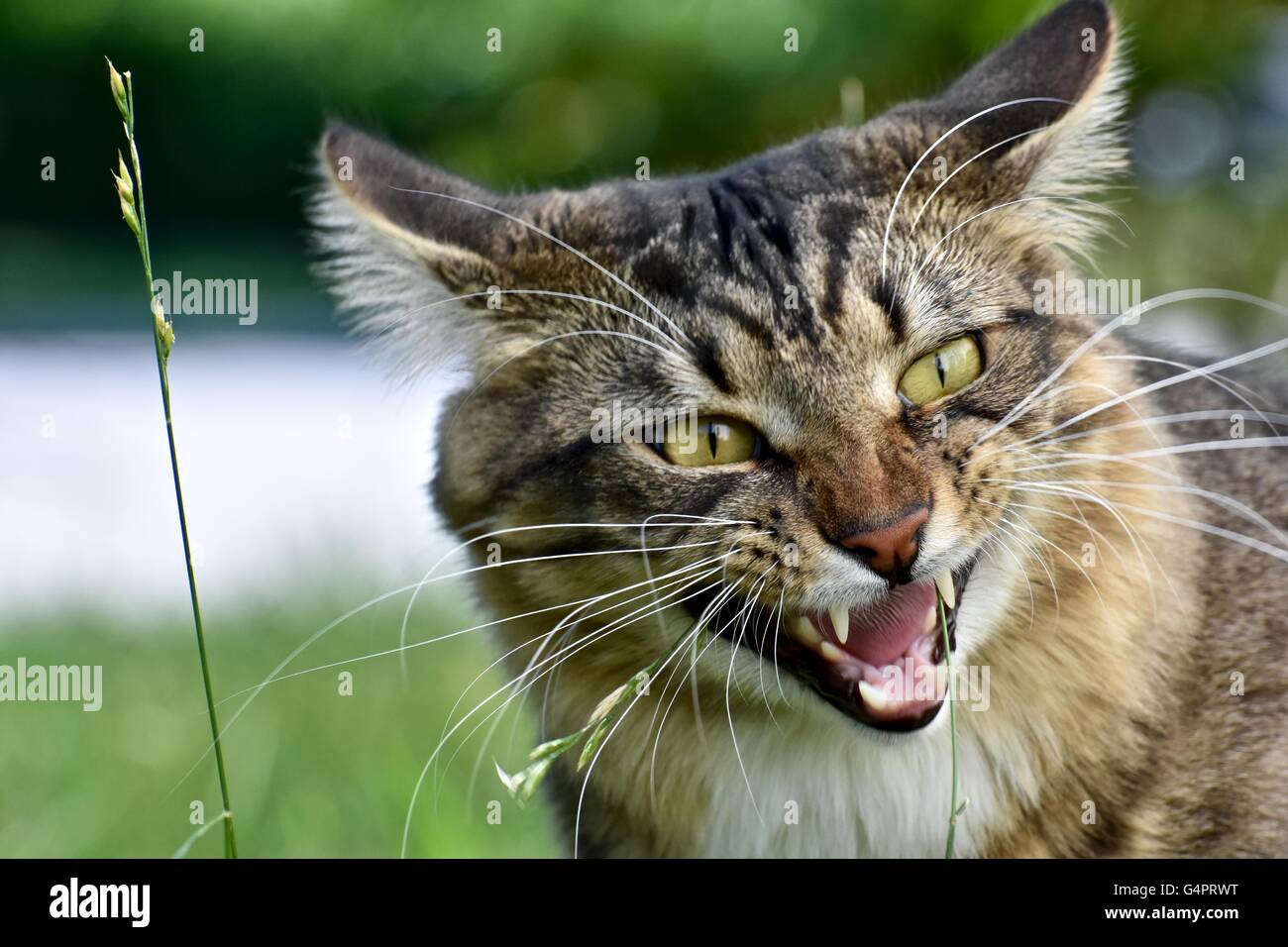 A handsome male cat playing outdoors on a beautiful summer day Stock ...