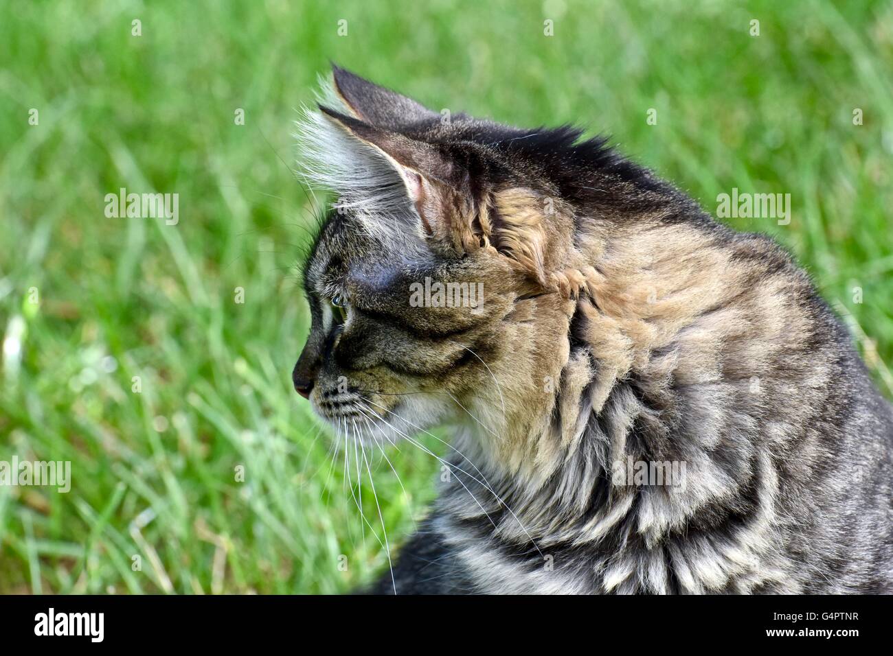 A cute cat playing outside on a nice summer day Stock Photo - Alamy