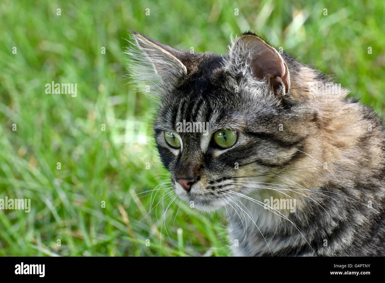 A cute cat playing outside on a nice summer day Stock Photo - Alamy