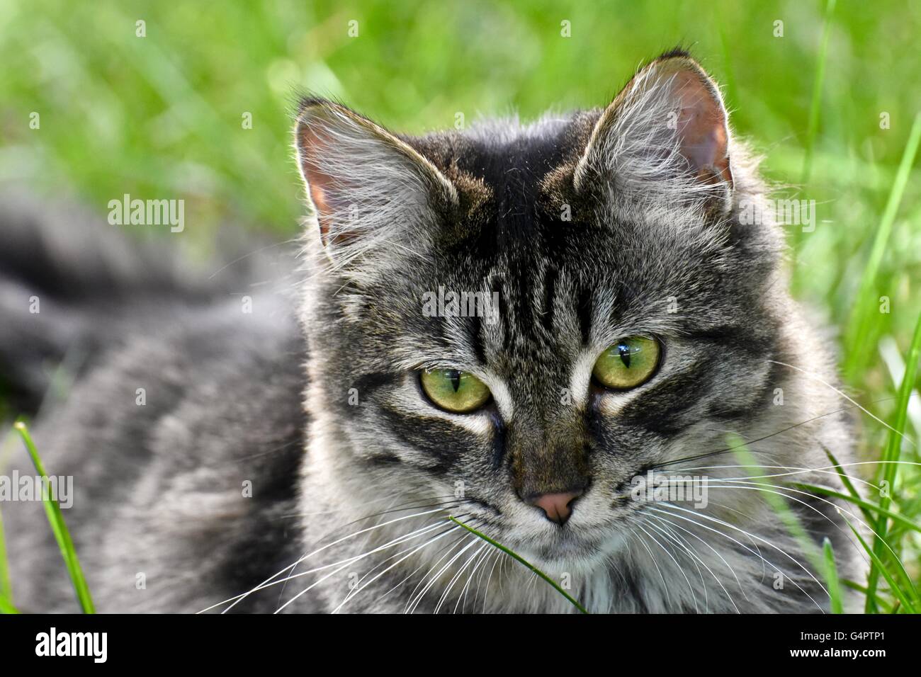 Cute cat outdoors hi-res stock photography and images - Alamy