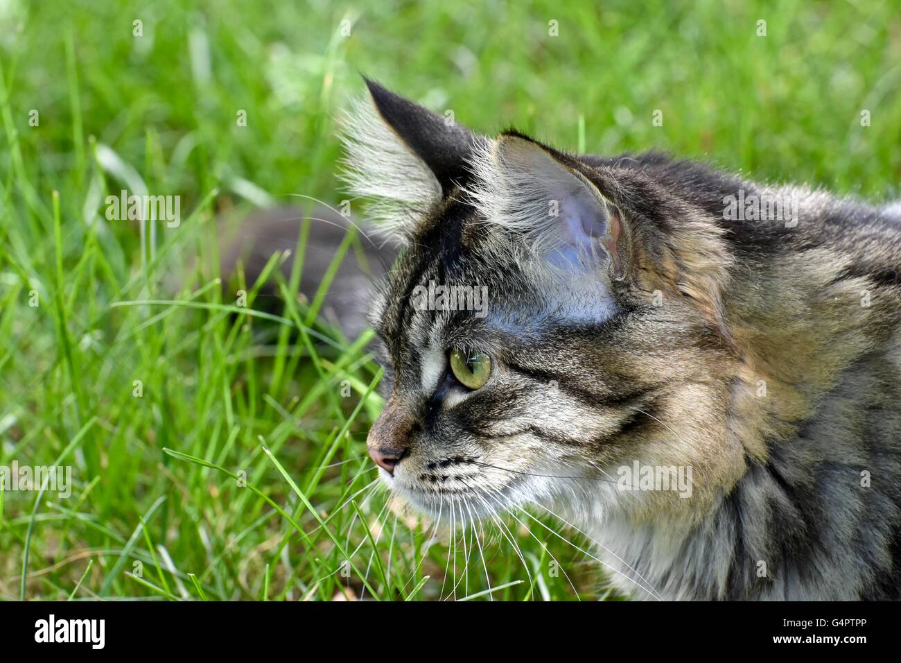 A cute cat playing outside on a nice summer day Stock Photo - Alamy