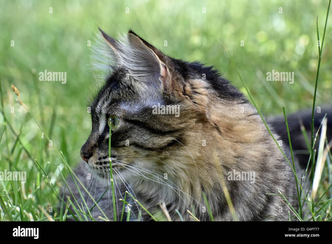 A cute cat playing outside on a nice summer day Stock Photo - Alamy