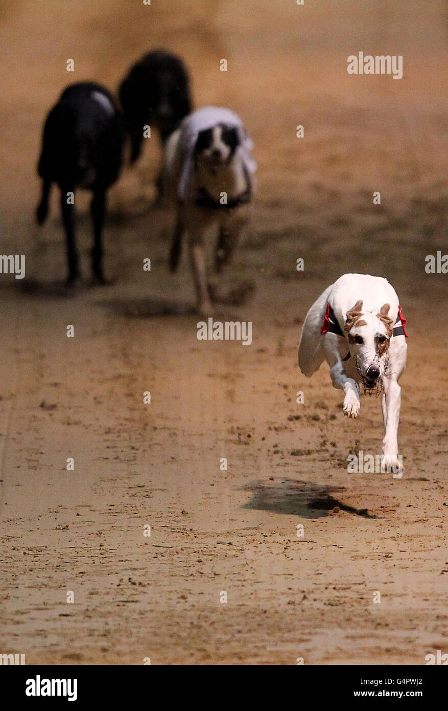 Greyhounds - Williamhill.com Oaks - Final - Wimbledon Greyhound Stadium ...