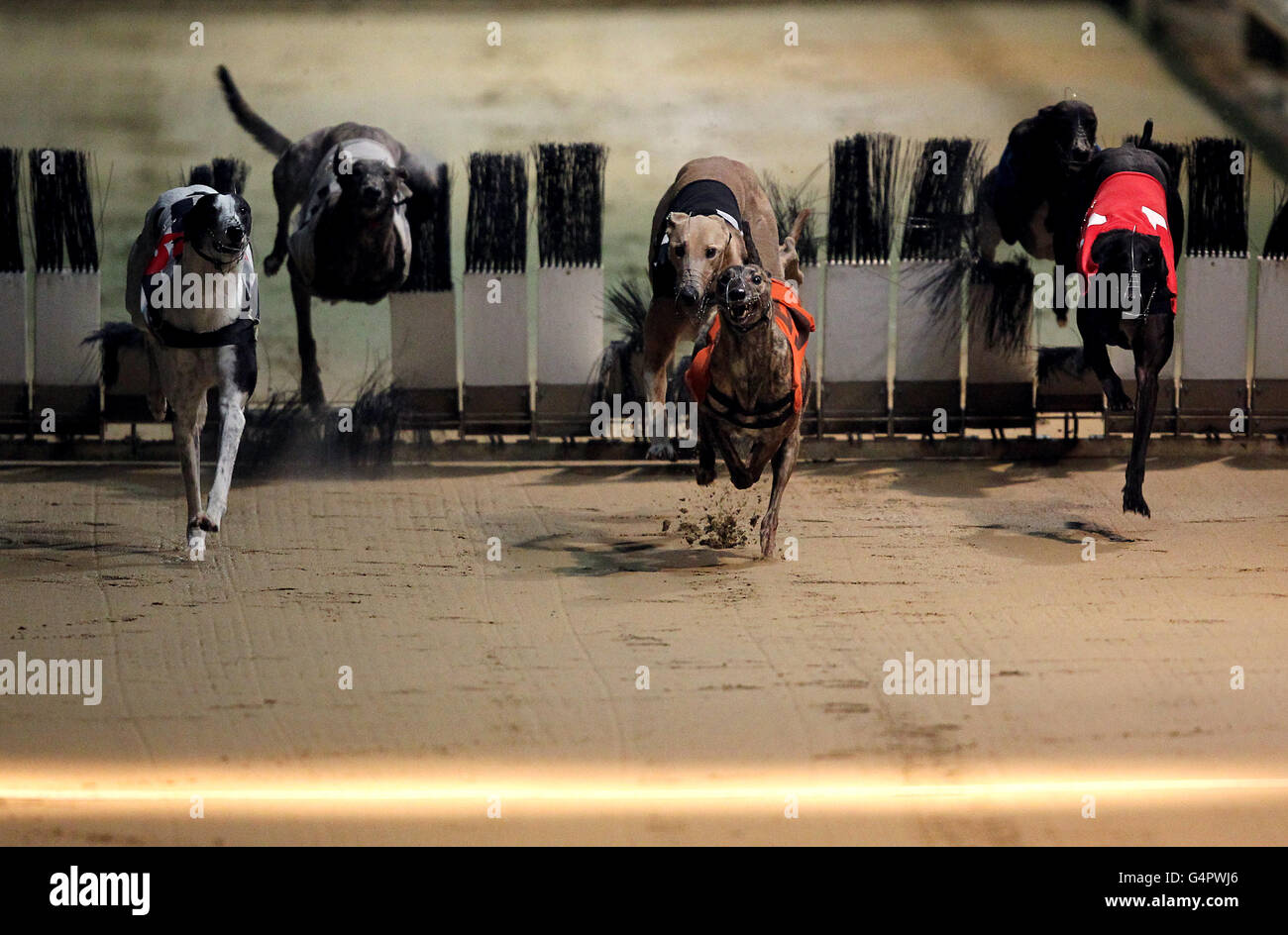 Action on the track at wimbledon greyhound stadium hi-res stock ...