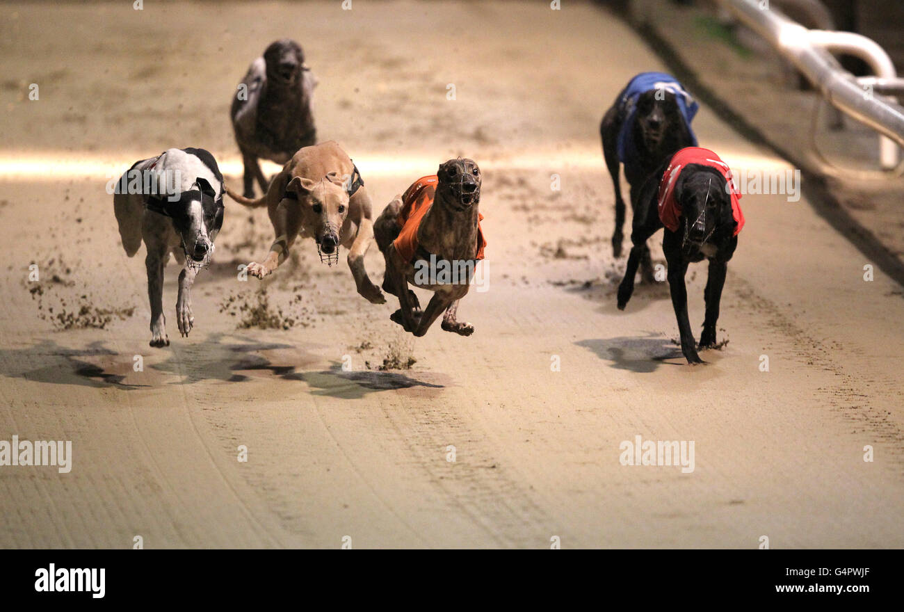 Racing action on the track at Wimbledon Greyhound Stadium Stock Photo ...
