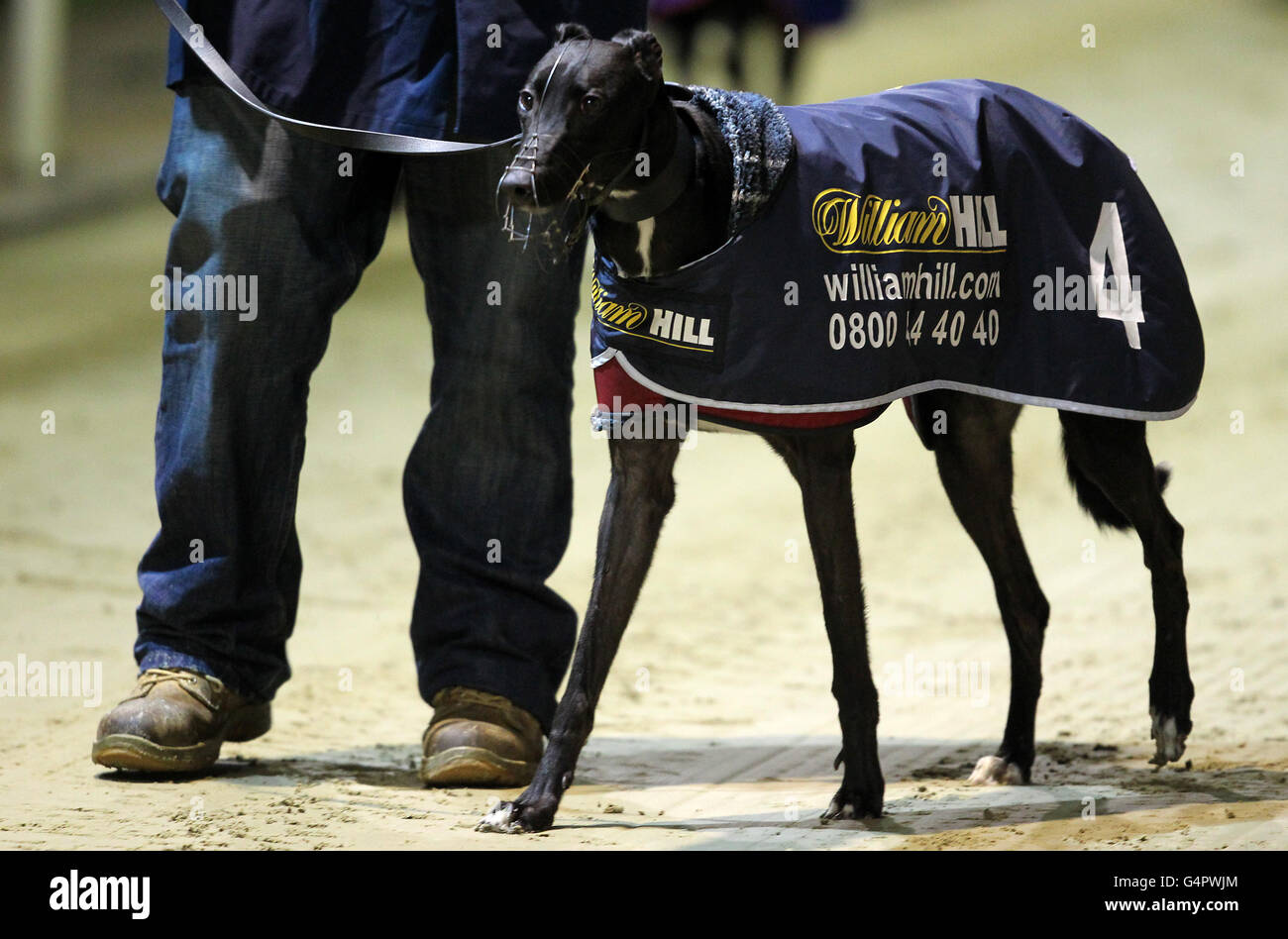 Greyhounds - Williamhill.com Oaks - Final - Wimbledon Greyhound Stadium ...