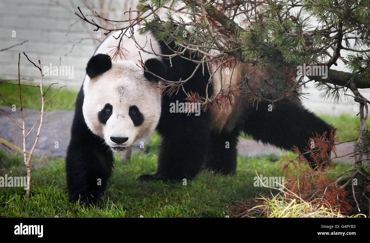 Pandas at edinburgh zoo hi-res stock photography and images - Alamy