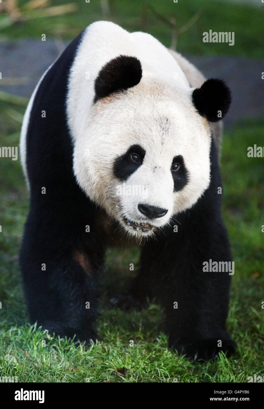 Giant Panda Yang Guang in his new enclosure at Edinburgh Zoo in ...