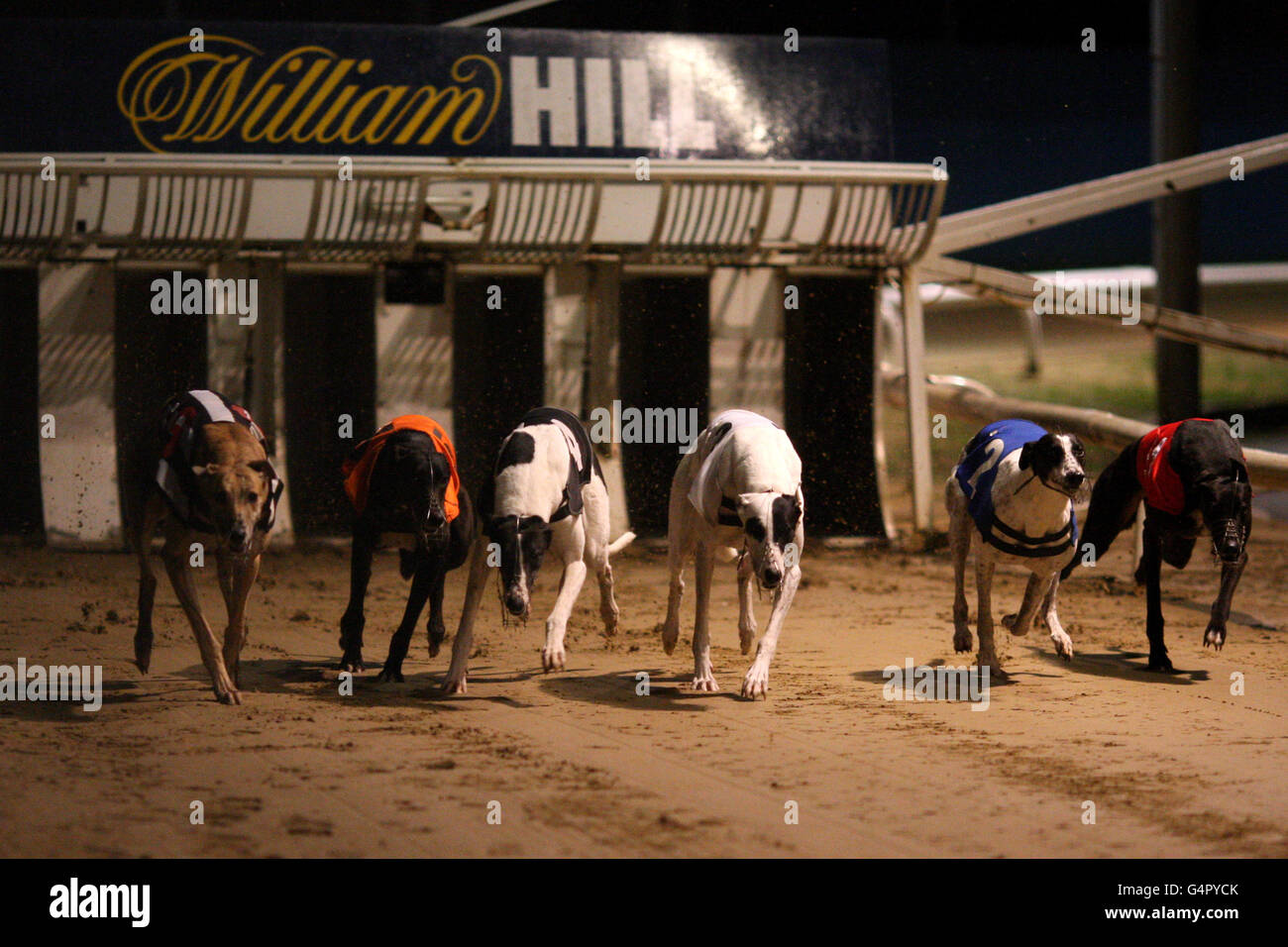 Greyhounds - Williamhill.com Oaks - Final - Wimbledon Greyhound Stadium ...