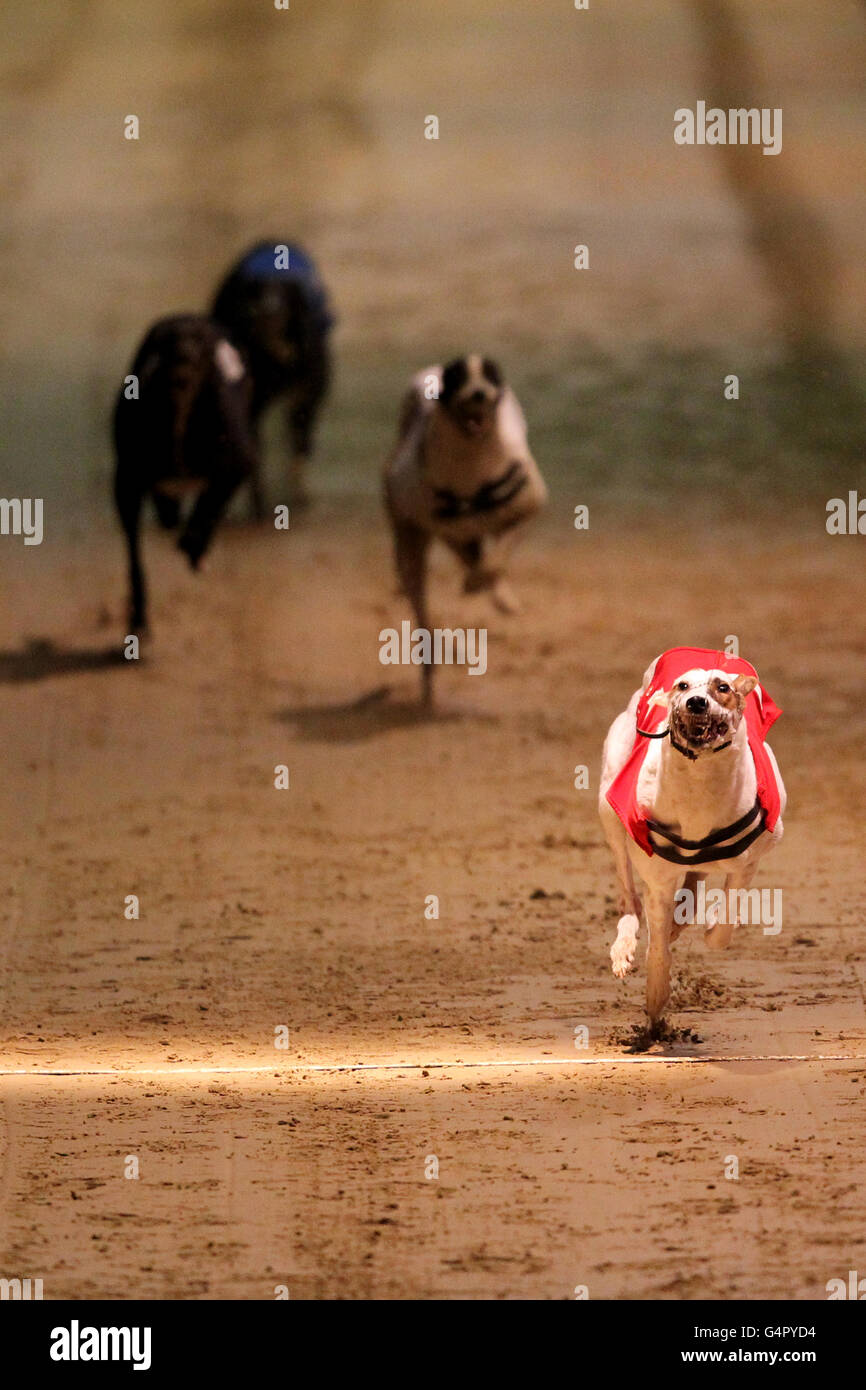Greyhounds - Williamhill.com Oaks - Final - Wimbledon Greyhound Stadium ...