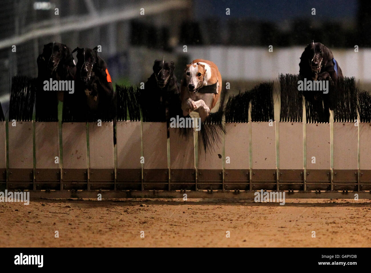 Greyhounds - Williamhill.com Oaks - Final - Wimbledon Greyhound Stadium ...