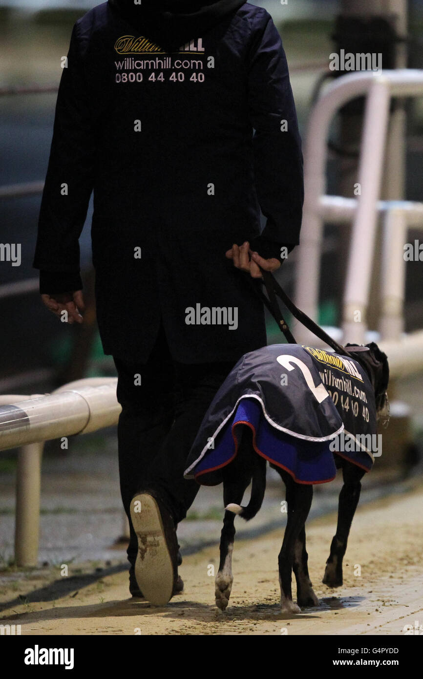Greyhounds - Williamhill.com Oaks - Final - Wimbledon Greyhound Stadium ...