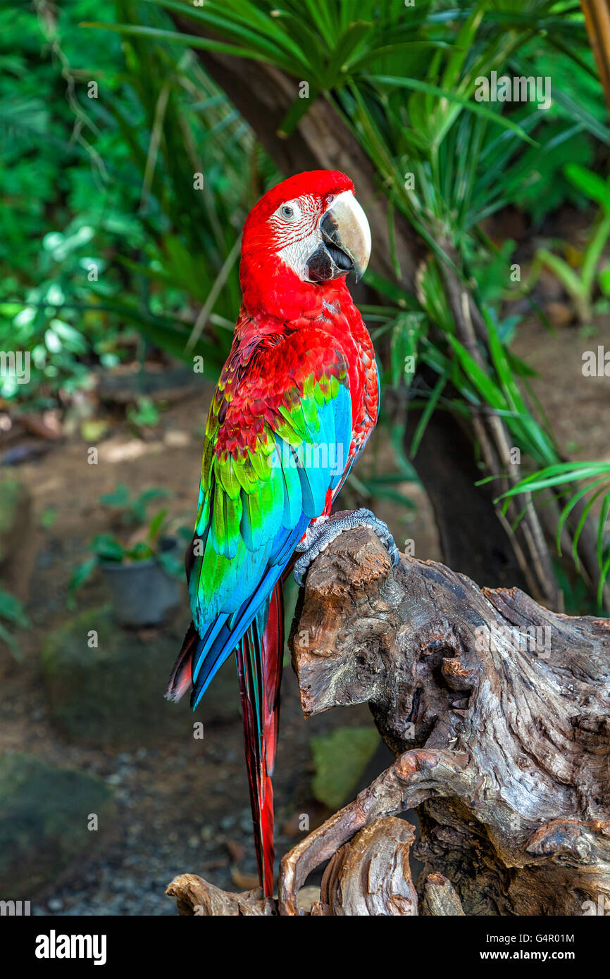 Beautiful red macaw hi-res stock photography and images - Alamy