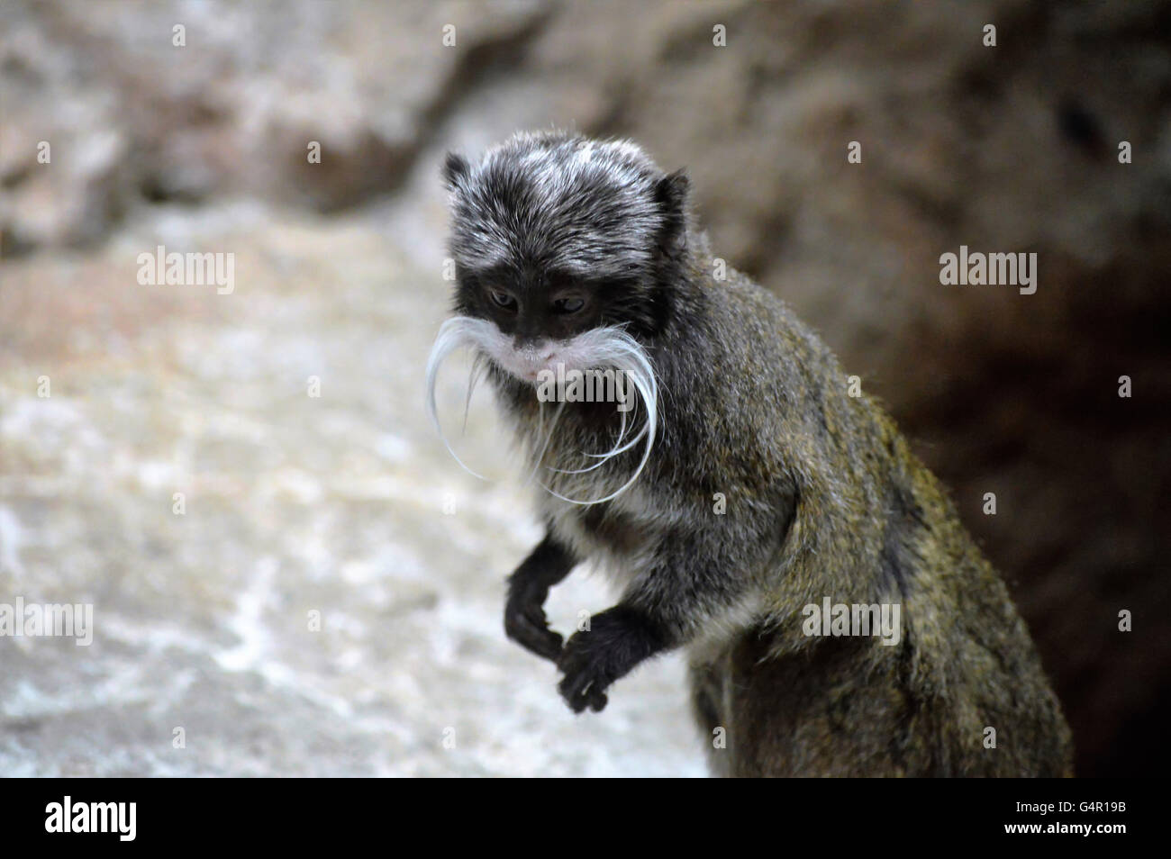 Emperor tamarin portrait hi-res stock photography and images - Alamy