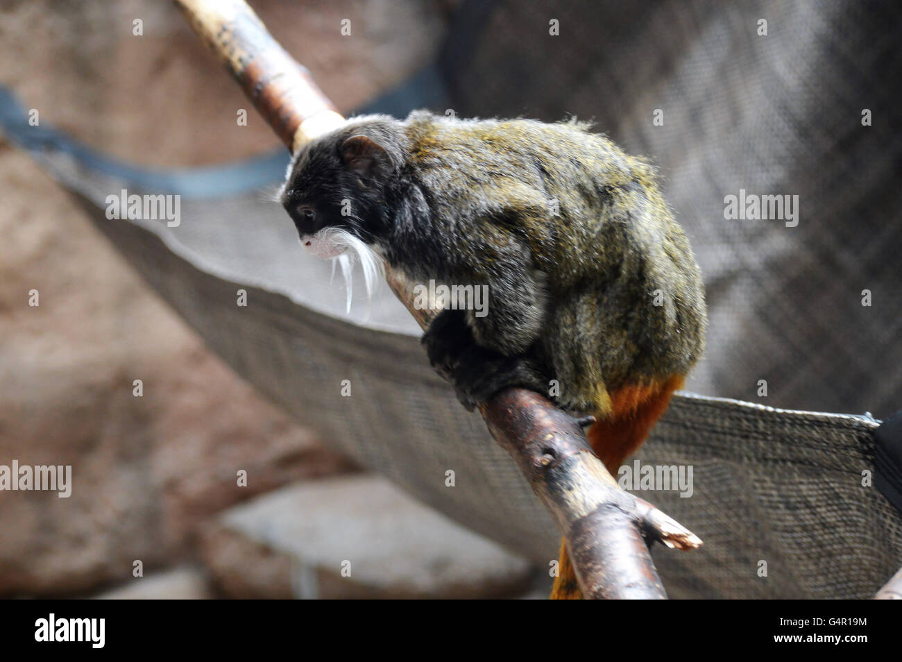 Emperor tamarin portrait hi-res stock photography and images - Alamy