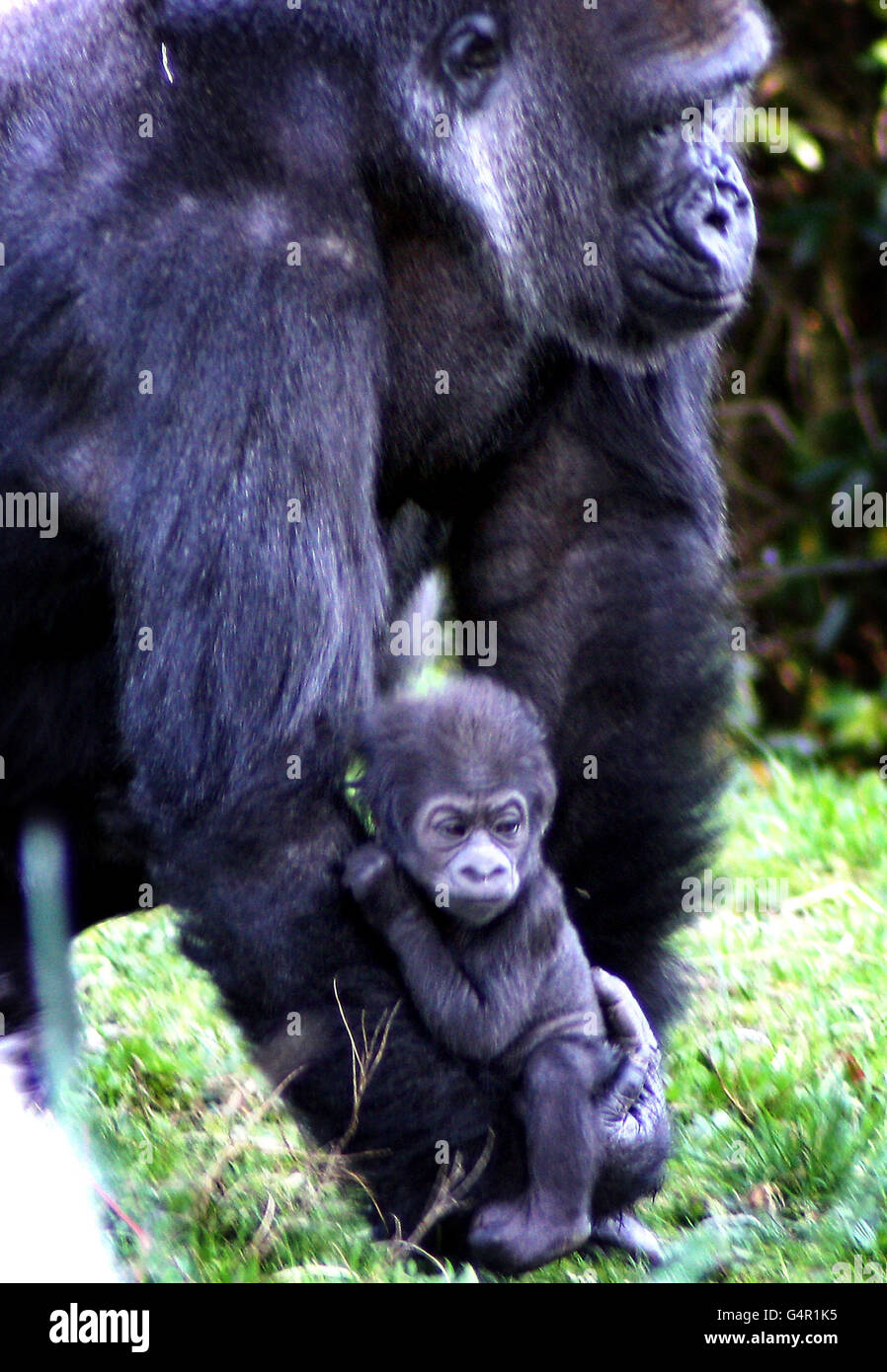 Baby gorilla born Stock Photo - Alamy