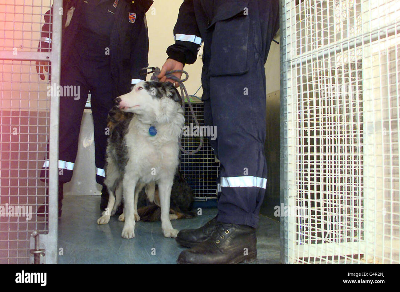 Death/ Quake/Dogs 3 Stock Photo - Alamy