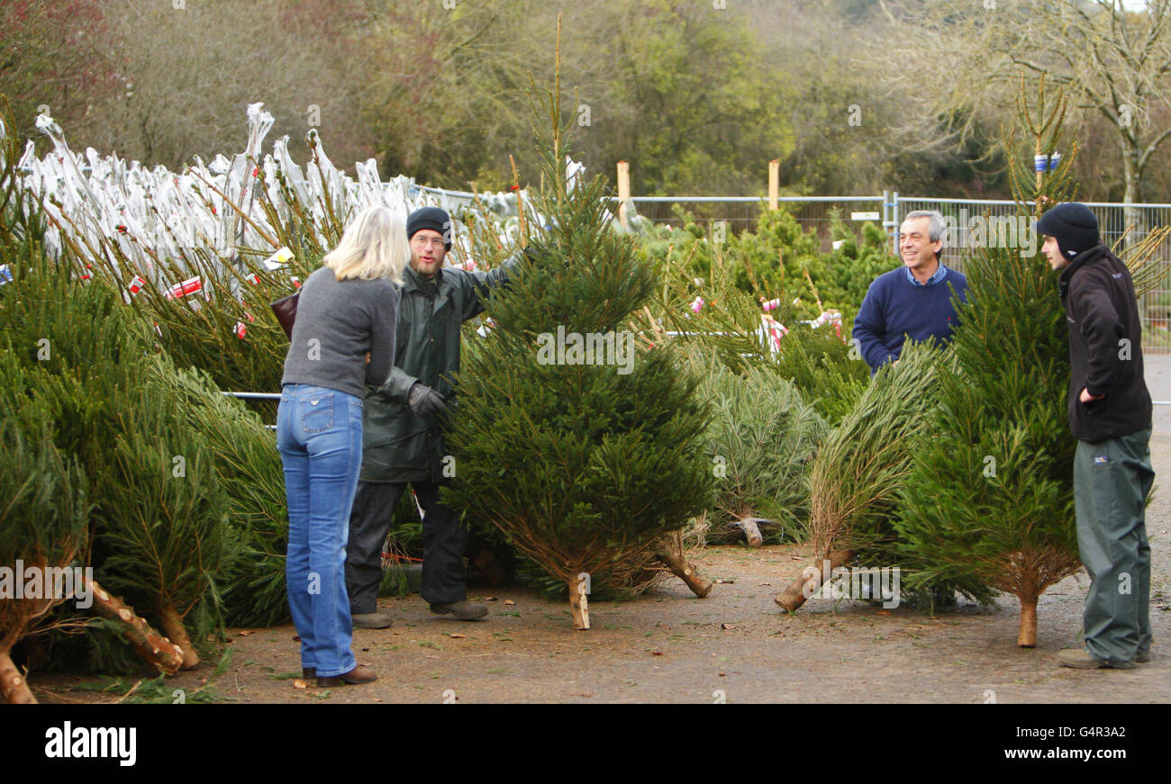 A couple choose their Christmas tree from hundreds selected by the ...