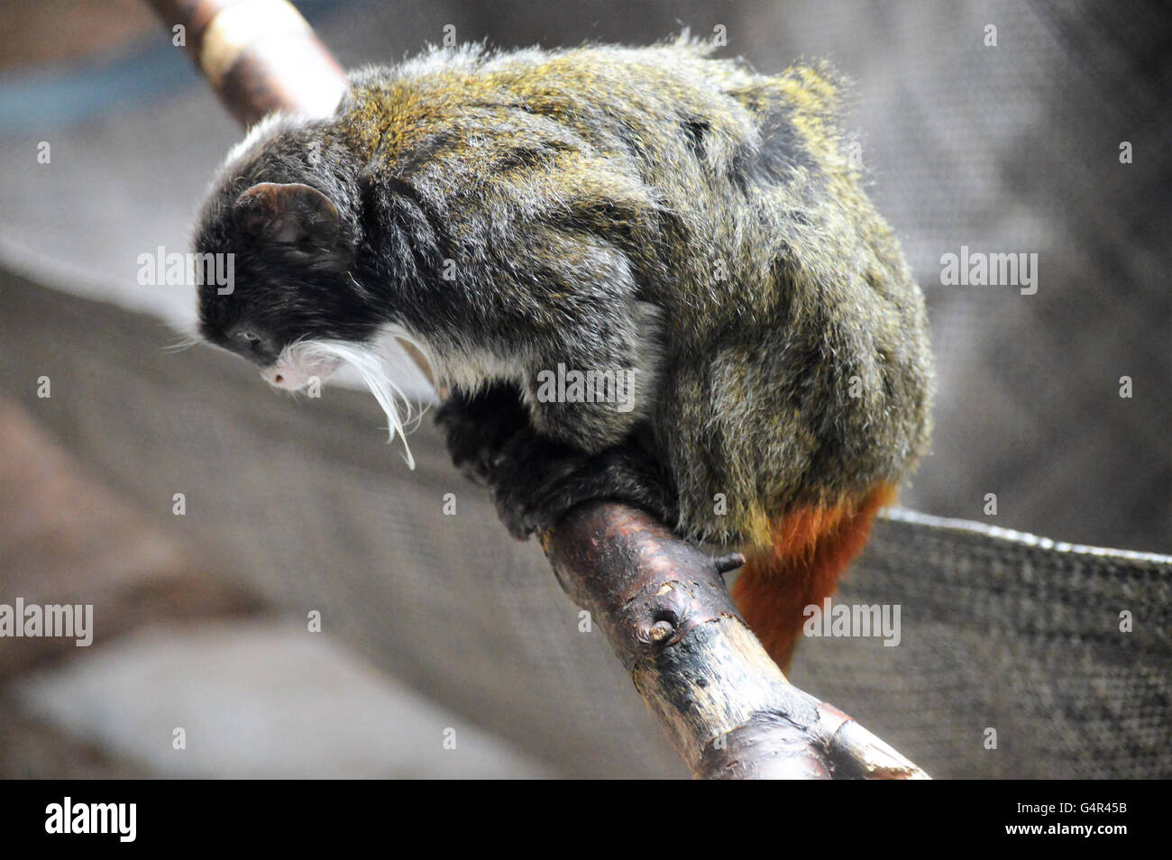 Emperor tamarin portrait hi-res stock photography and images - Alamy
