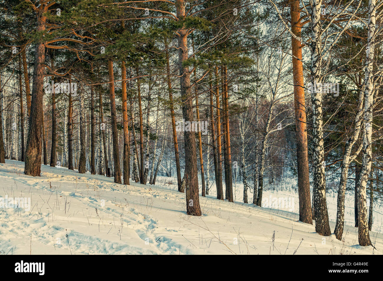 Desolate Winter Landscape