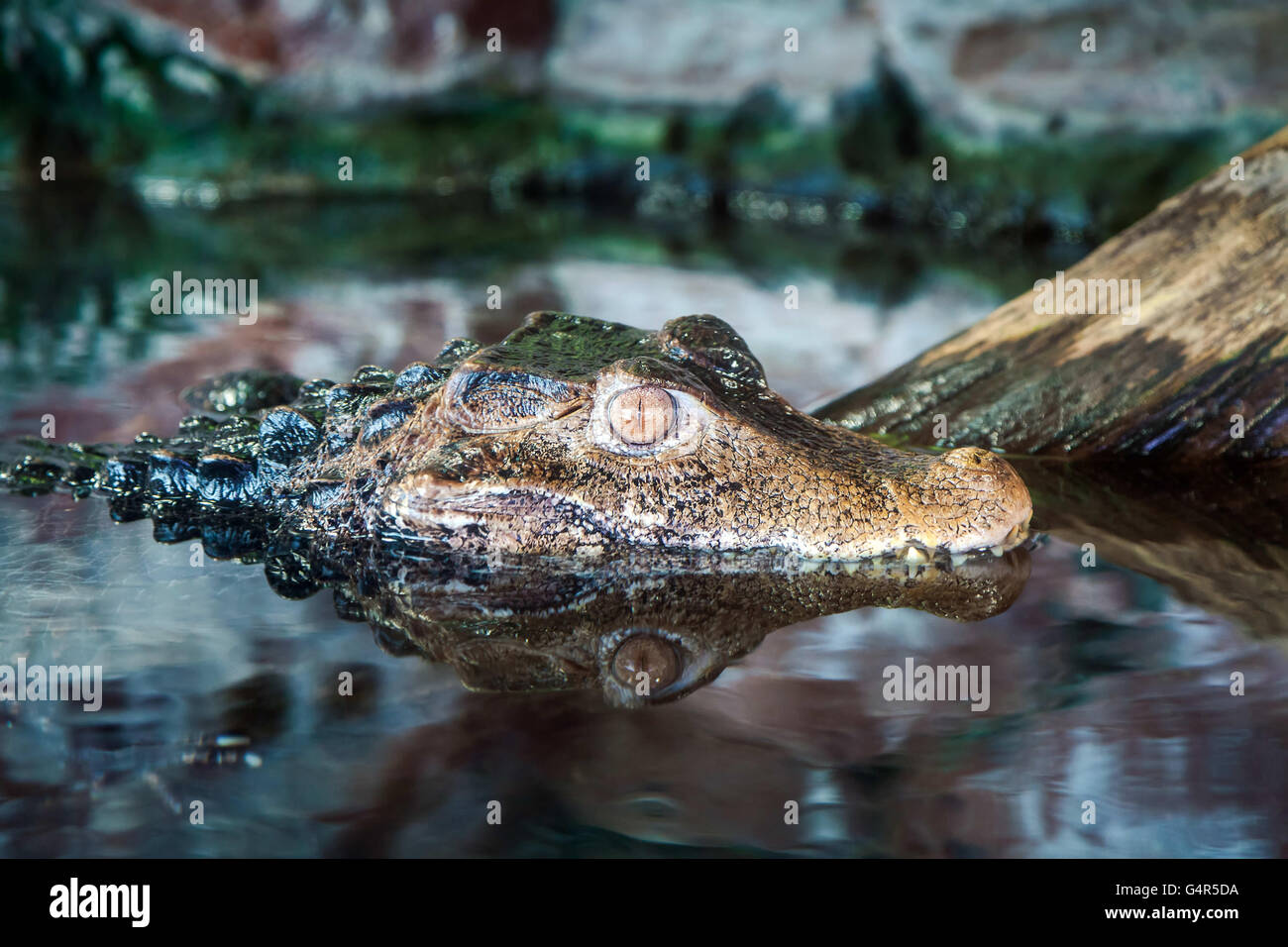 Crocodile Stalking Stock Photos & Crocodile Stalking Stock Images - Alamy