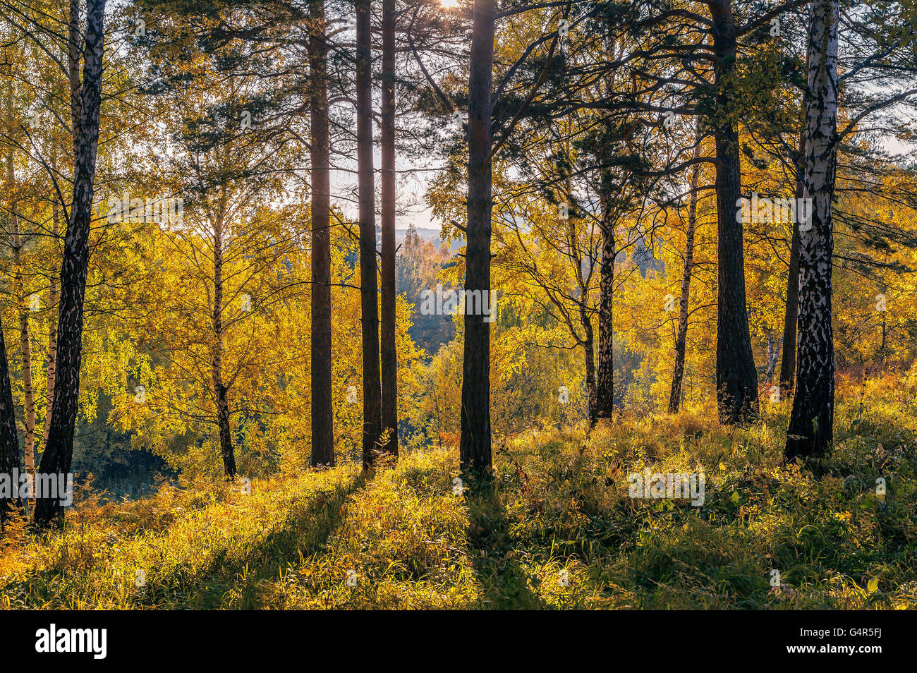 Pine forest defoliation hi-res stock photography and images - Alamy